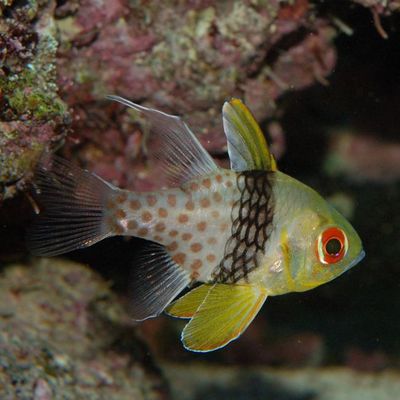 Pyjama Cardinalfish (Sphaeramia nematoptera) - The Free Freshwater and ...