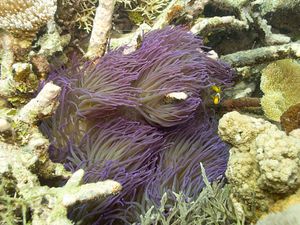 Sebae Anemone (Heteractis crispa) - The Free Freshwater and Saltwater ...