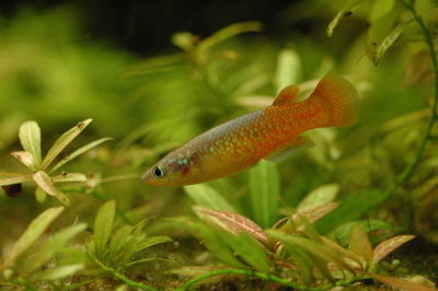 Powder-Blue Panchax (Pachypanchax omalonotus) - The Free Freshwater and ...