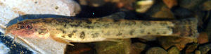 Stone Loach (Barbatula barbatula) - The Free Freshwater and Saltwater ...