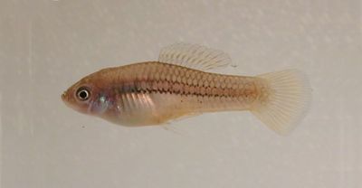 Sunset Platy (Xiphophorus variatus) - The Free Freshwater and Saltwater ...