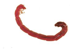 Bloodworm - The Free Freshwater and Saltwater Aquarium Encyclopedia ...