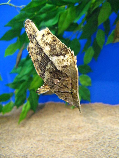 Leaf Fish (Monocirrhus polyacanthus) - The Free Freshwater and ...