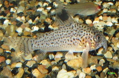 Leopard Cory (Corydoras julii) - The Free Freshwater and Saltwater ...