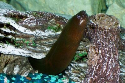 Pink-Lipped Moray Eel (Echidna rhodochilus) - The Free Freshwater and ...