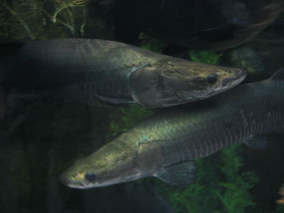 Arapaima (Arapaima gigas) - The Free Freshwater and Saltwater Aquarium ...