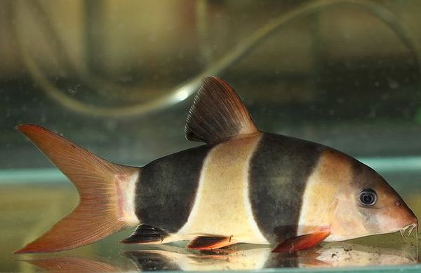 Tiger Botia - The Free Freshwater and Saltwater Aquarium Encyclopedia ...