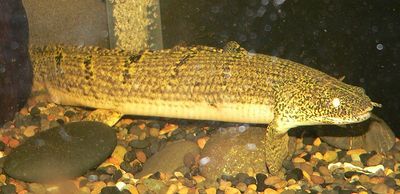 Mottled Bichir (Polypterus weeksii) - The Free Freshwater and Saltwater ...
