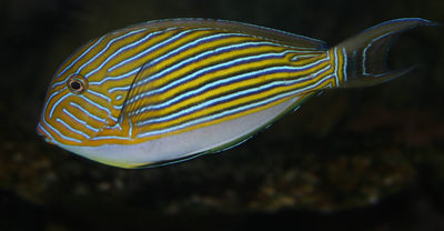 Lined Surgeonfish (Acanthurus lineatus) - The Free Freshwater and ...