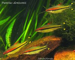 Red Line Torpedo Barb (Sahyadria denisonii) - The Free Freshwater and ...