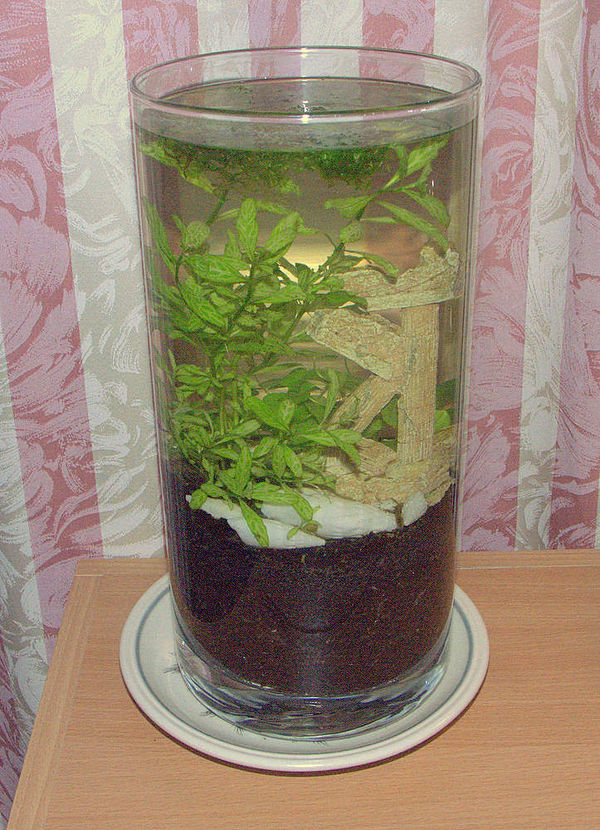 Walstad method - The Free Freshwater and Saltwater Aquarium ...