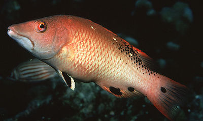 Diana's Hogfish (Bodianus diana) - The Free Freshwater and Saltwater Aquarium Encyclopedia ...