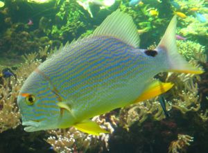 Threadfin Snapper (Symphorichthys spilurus) - The Free Freshwater and ...