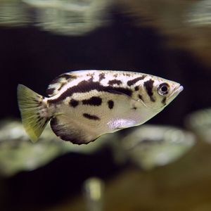 Golden Freshwater Archerfish (Toxotes blythii) - The Free Freshwater ...