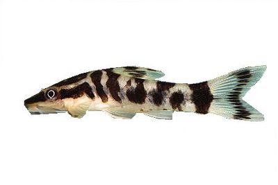 Zebra Otocinclus (Otocinclus cocama) - The Free Freshwater and ...