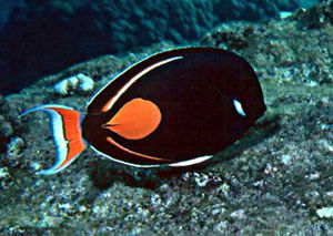 Achilles Surgeonfish (Acanthurus achilles) - The Free Freshwater and ...