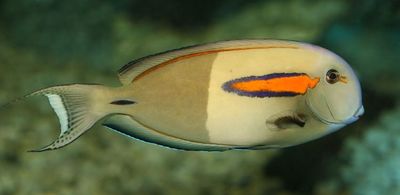Orangespot Surgeonfish (Acanthurus olivaceus) - The Free Freshwater and ...