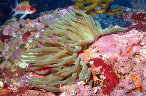 Condy Anemone (Condylactis gigantea) - The Free Freshwater and ...