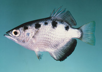 Archerfish (Common) (Toxotes chatareus) - The Free Freshwater and ...