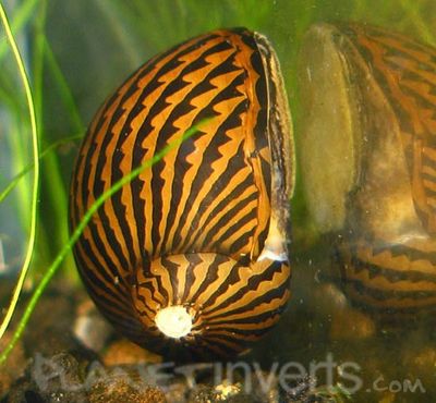Zebra Nerite Snail (Nerita natalensis) - The Free Freshwater and ...