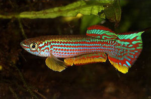 Red-Striped Killifish (Aphyosemion striatum) - The Free Freshwater and ...