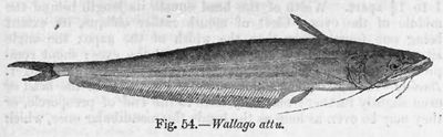 Wallago Catfish (Wallago attu) - The Free Freshwater and Saltwater ...