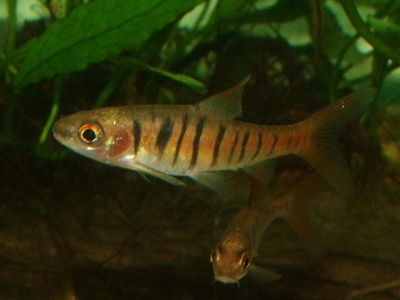 Blue-Barred Barb (Barbus fasciolatus) - The Free Freshwater and ...