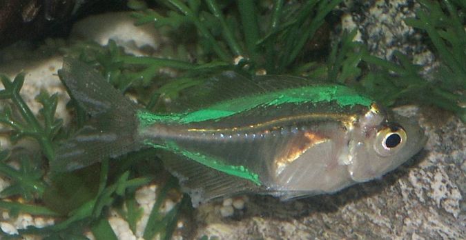 Lymphocystis - The Free Freshwater and Saltwater Aquarium Encyclopedia ...