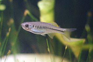 Tiger Danio (Devario maetaengensis) - The Free Freshwater and Saltwater ...
