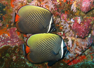 Redtail Butterflyfish (Chaetodon collare) - The Free Freshwater and ...