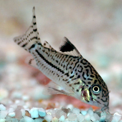 Leopard Cory (Corydoras trilineatus) - The Free Freshwater and ...