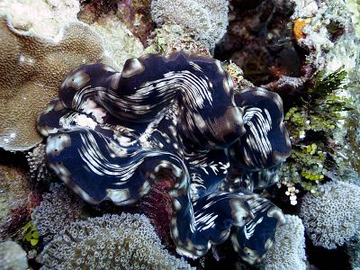 Maxima Clam (Tridacna maxima) - The Free Freshwater and Saltwater ...
