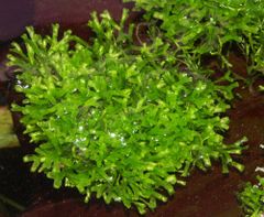 Crystalwort (Riccia fluitans) - The Free Freshwater and Saltwater ...
