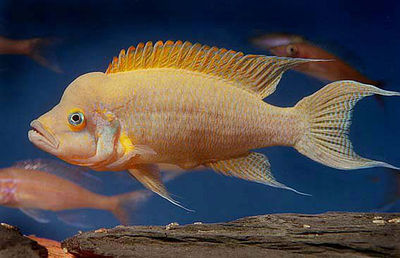 Daffodil Cichlid (Neolamprologus pulcher) - The Free Freshwater and ...