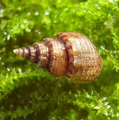 Spike Tail Trumpet Snail (Melanoides granifera) - The Free Freshwater ...