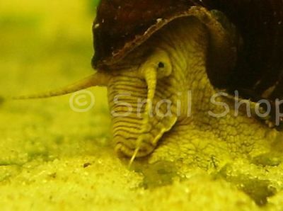 Sulawesi Elephant Snail (Tylomelania sp.) - The Free Freshwater and ...