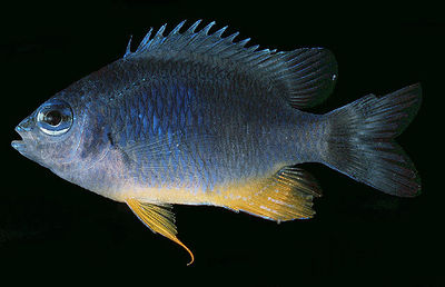Azure Damselfish (Chrysiptera hemicyanea) - The Free Freshwater and ...