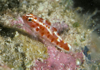 Red Spotted Goby (Trimma rubromaculatus) - The Free Freshwater and ...