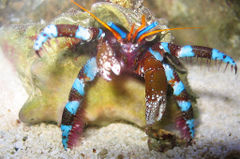 Electric Blue Hermit Crab (Calcinus elegans) - The Free Freshwater and ...