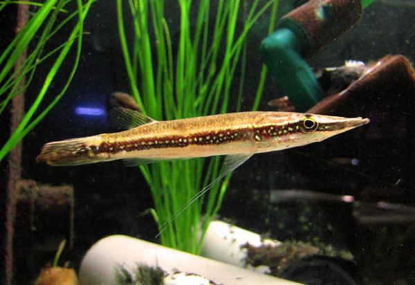 Pikehead - The Free Freshwater and Saltwater Aquarium Encyclopedia ...