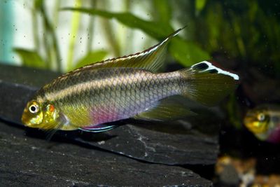 Green Kribensis (Pelvicachromis sacrimontis) - The Free Freshwater and ...