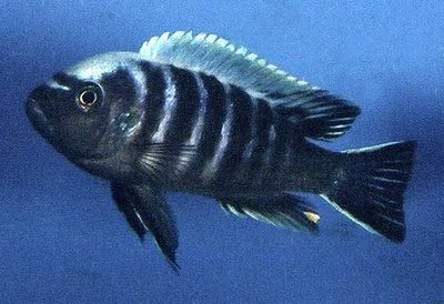 Dogtooth Cichlid (Cynotilapia afra) - The Free Freshwater and Saltwater ...