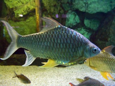 Lemon Fin Barb (Hypsibarbus wetmorei) - The Free Freshwater and ...
