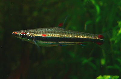 Three-Lined Pencilfish (Nannostomus trifasciatus) - The Free Freshwater ...