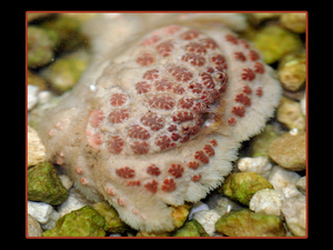 Nodose Rubble Crab (Paractaea rufopunctata) - The Free Freshwater and ...