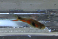 Endler's Livebearer (Poecilia wingei) - The Free Freshwater and ...