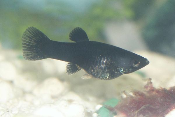 Mexican Molly - The Free Freshwater and Saltwater Aquarium Encyclopedia ...