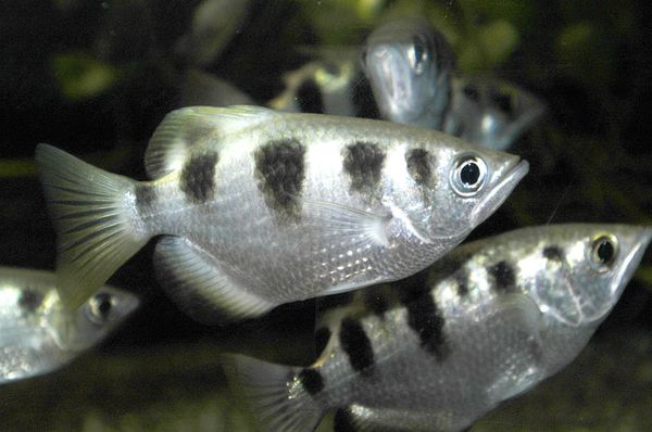 Category:Archerfish - The Free Freshwater and Saltwater Aquarium ...