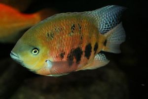Chisel-Tooth Cichlid (Cichlasoma bocourti) - The Free Freshwater and ...