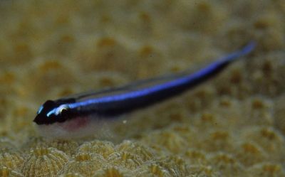 Neon Blue Goby (Elacatinus oceanops) - The Free Freshwater and ...